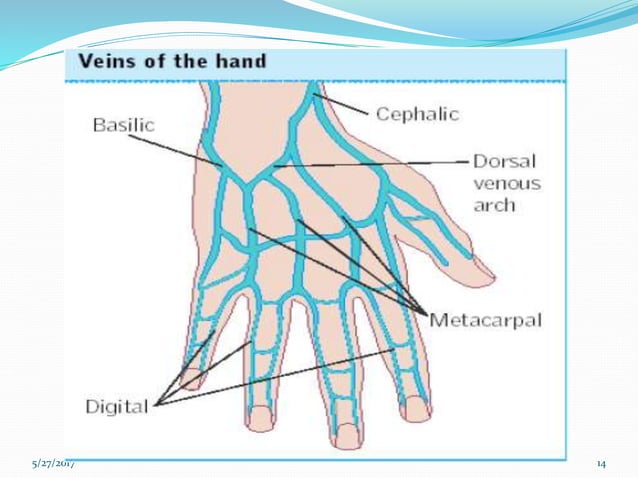 Peripheral venous cannulation