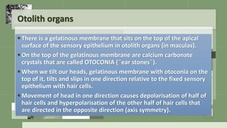 Peripheral vestibular mechanisms | PPSX