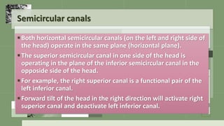 Peripheral vestibular mechanisms | PPSX