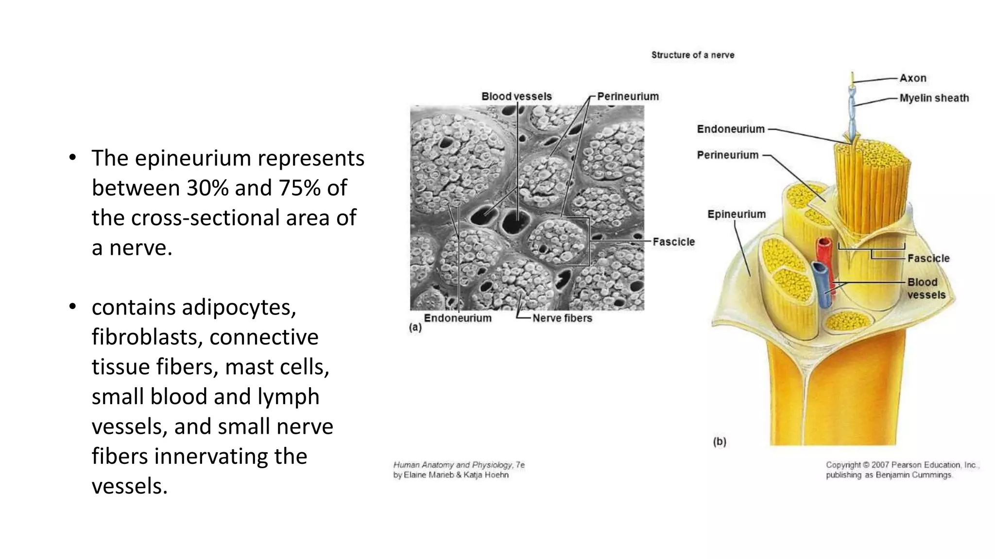 Peripherial nerve repair | PPTX
