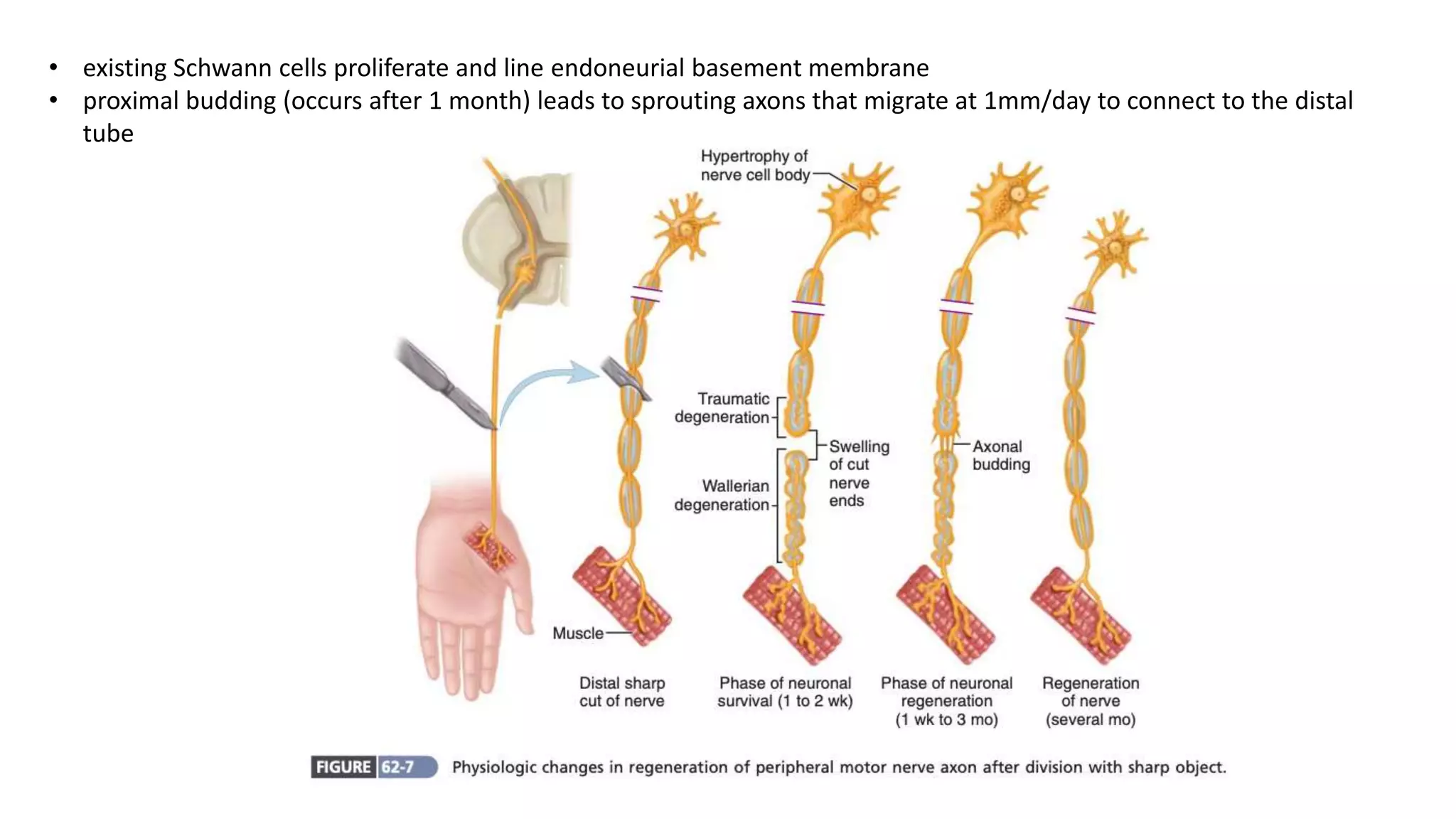 Peripherial nerve repair | PPTX