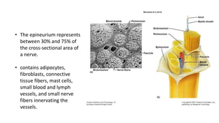 Peripherial nerve repair | PPTX