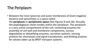 Periplasmic Space.pptx