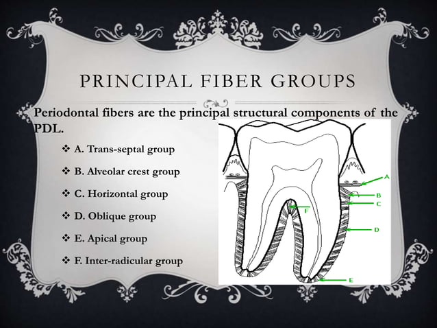 Periradicular Diseases | PPTX | Dental Health | Diseases and Conditions