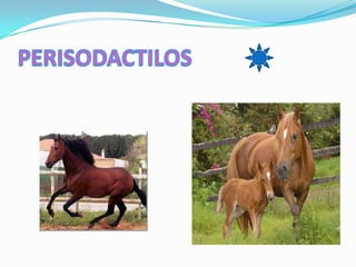 Perisodactilos | PPTX