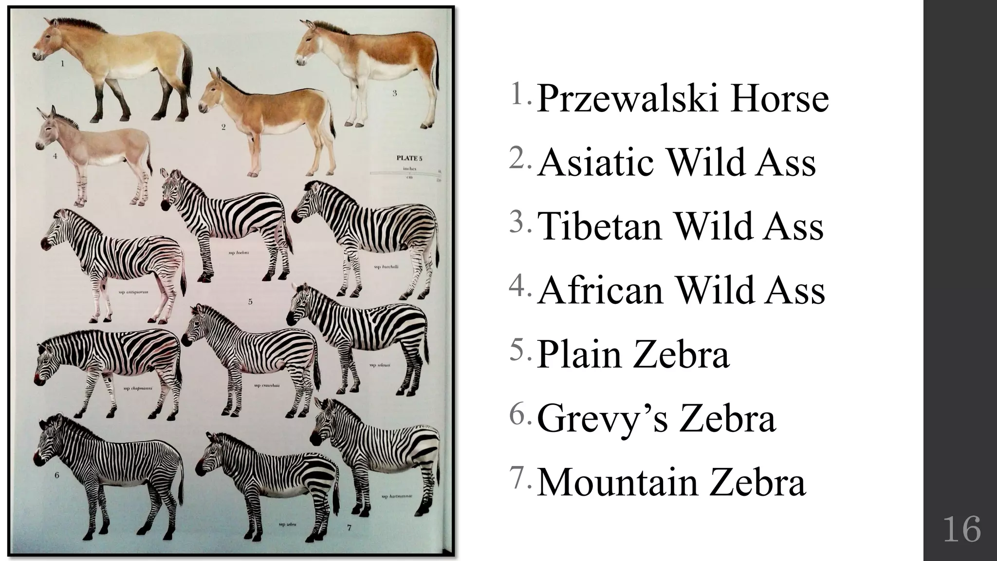 Order - Perissodactyla, wildlife Biology | PDF