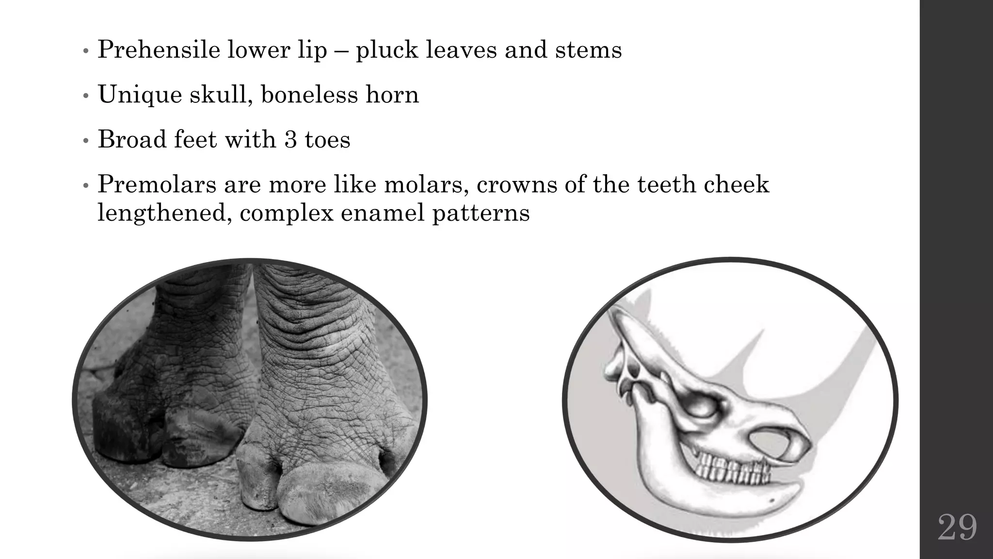 Order - Perissodactyla, wildlife Biology | PDF