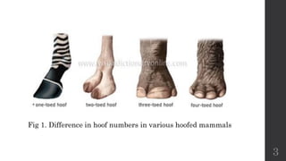 Order - Perissodactyla, wildlife Biology | PDF