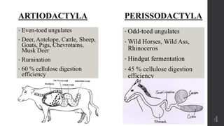 Order - Perissodactyla, wildlife Biology | PDF