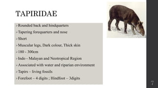 Order - Perissodactyla, wildlife Biology | PDF
