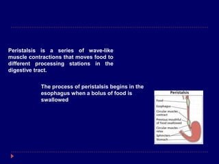 Peristalsis | PPTX
