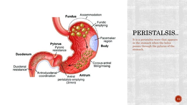 Peristalsis | PPTX