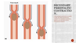 Peristalsis | PPTX