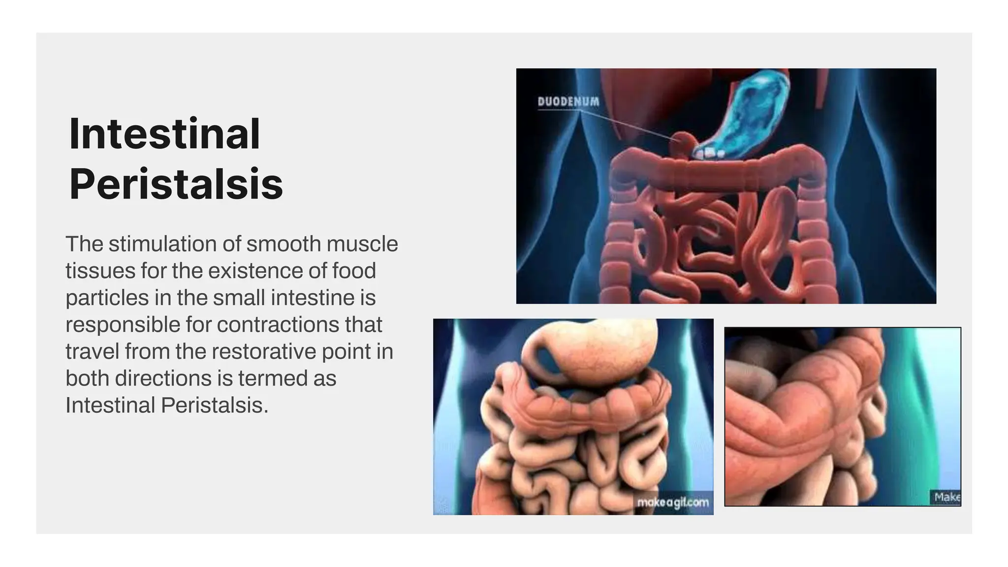 peristalsis & Segmentation ( digestive system).pptx
