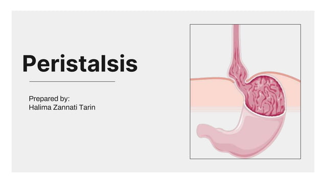 peristalsis & Segmentation ( digestive system).pptx