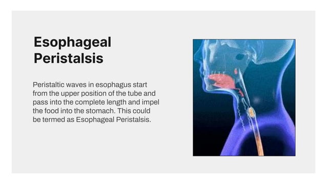 peristalsis & Segmentation ( digestive system).pptx