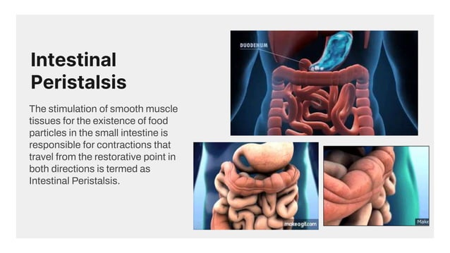 peristalsis & Segmentation ( digestive system).pptx
