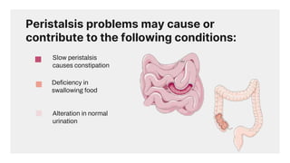 peristalsis & Segmentation ( digestive system).pptx