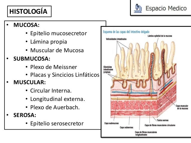 Peristaltismo