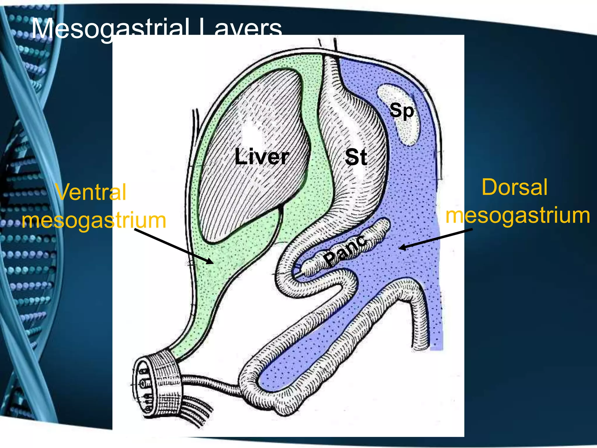 Peritoneal cavity and relations | PPT | Death, Injury, or Military ...