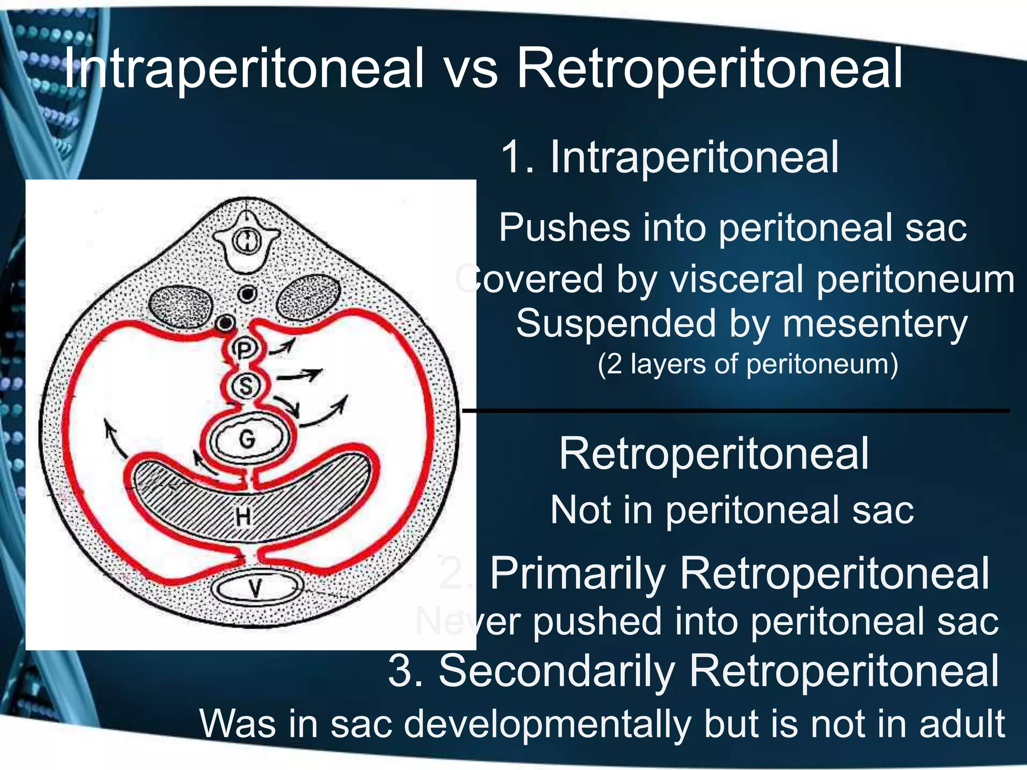 Peritoneal cavity and relations | PPT | Death, Injury, or Military ...