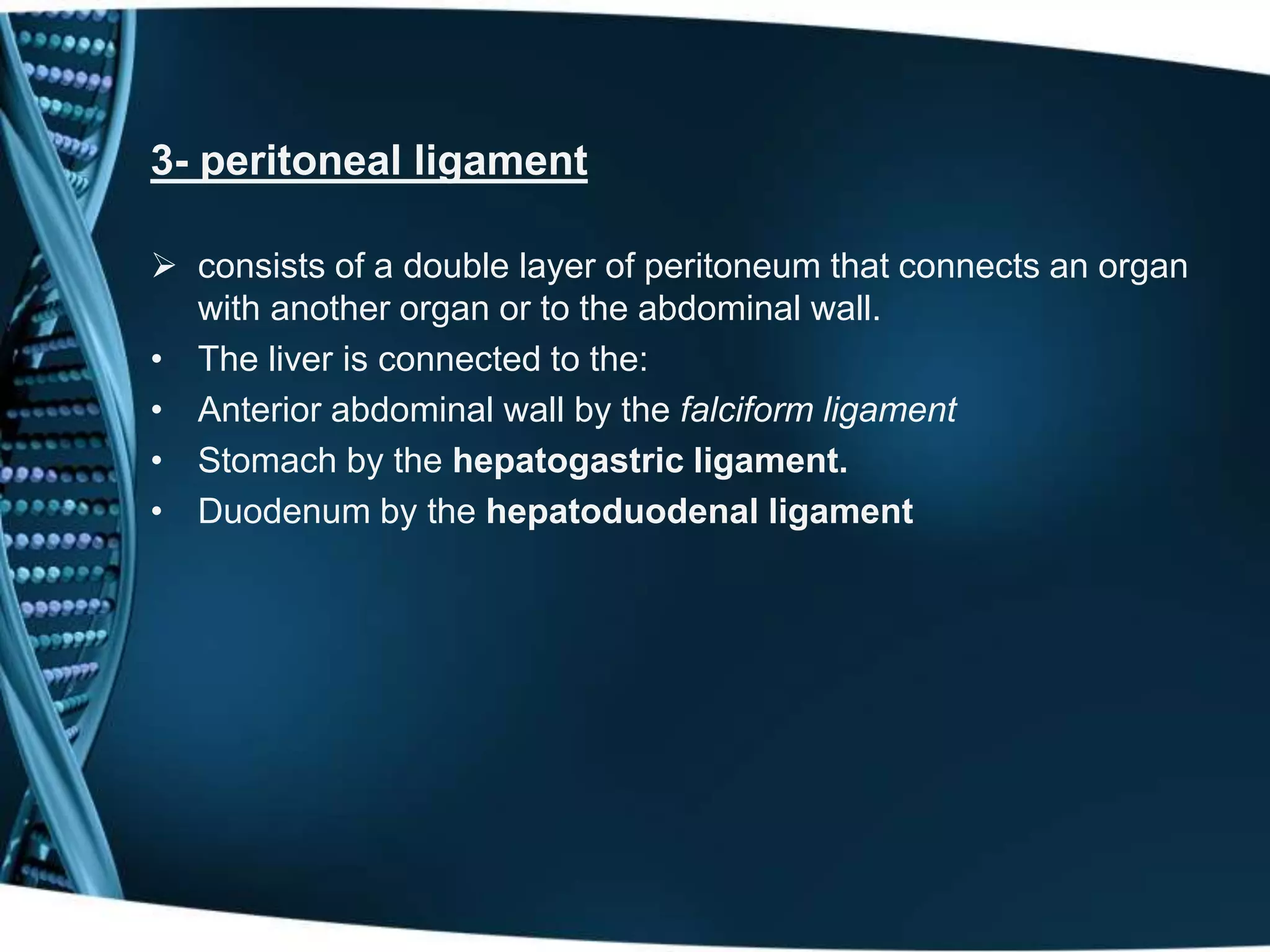 Peritoneal cavity and relations | PPT | Death, Injury, or Military ...