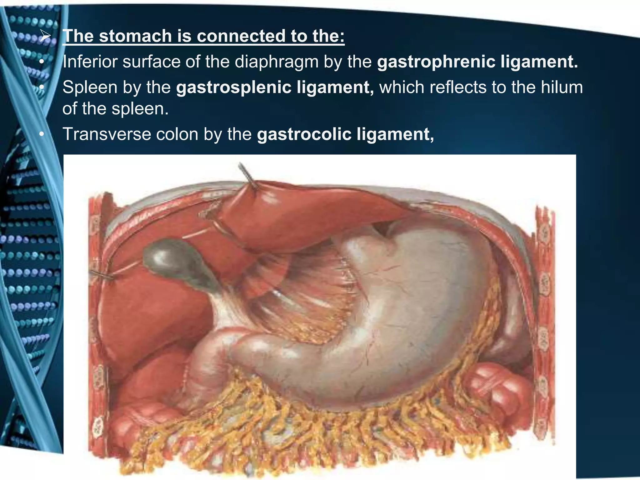 Peritoneal cavity and relations | PPT | Death, Injury, or Military ...