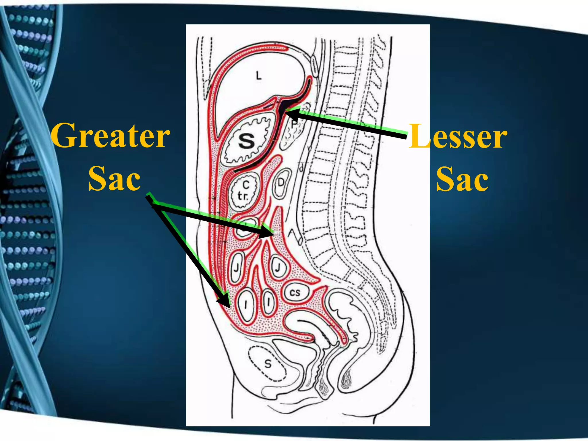 Peritoneal cavity and relations | PPT | Death, Injury, or Military ...