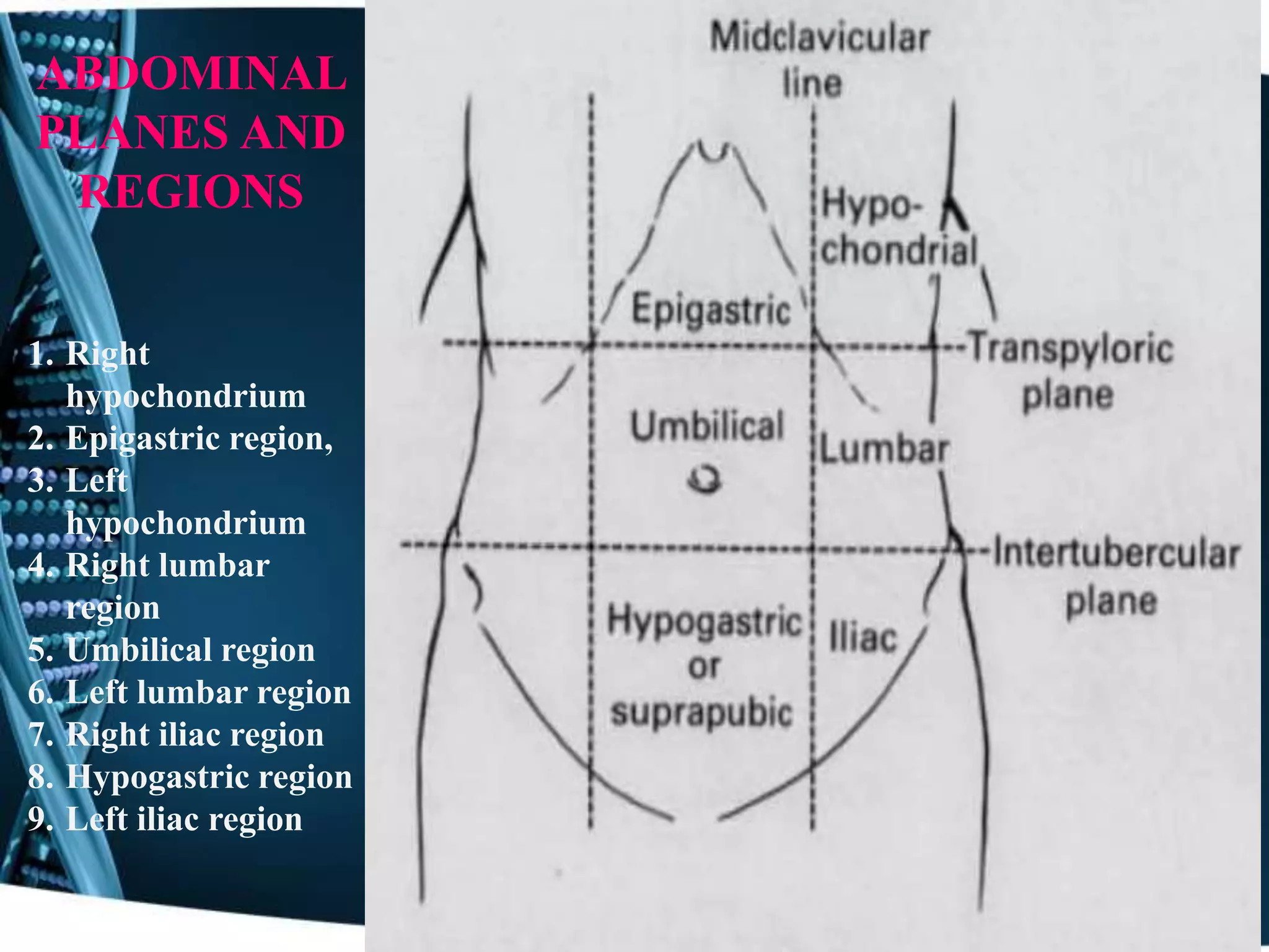 Peritoneal cavity and relations | PPT | Death, Injury, or Military ...