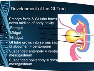 Peritoneal cavity and relations | PPT