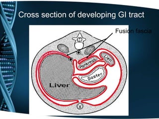 Peritoneal cavity and relations | PPT