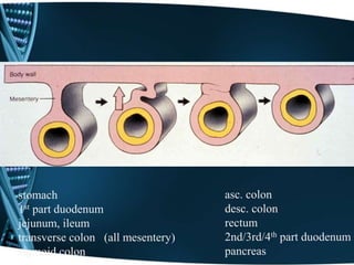 Peritoneal cavity and relations | PPT