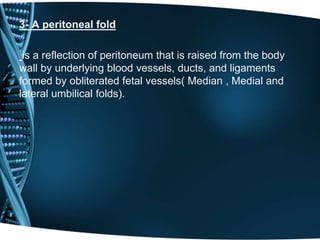 Peritoneal cavity and relations | PPT