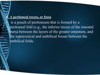 Peritoneal cavity and relations | PPT