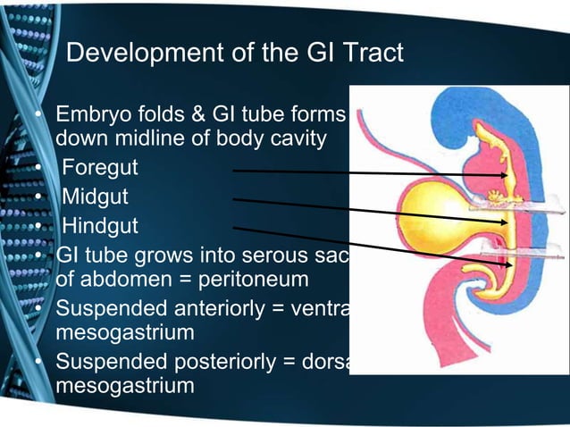 Peritoneal cavity and relations