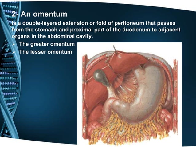 Peritoneal cavity and relations