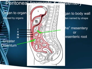 Intraperitoneal Organs List