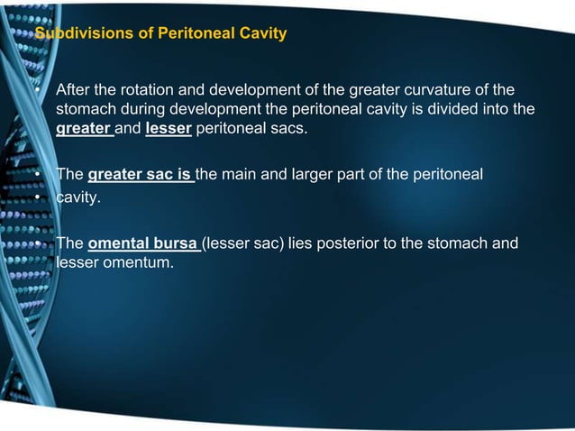 Peritoneal cavity and relations