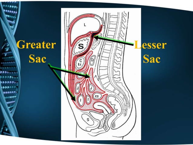 Peritoneal cavity and relations
