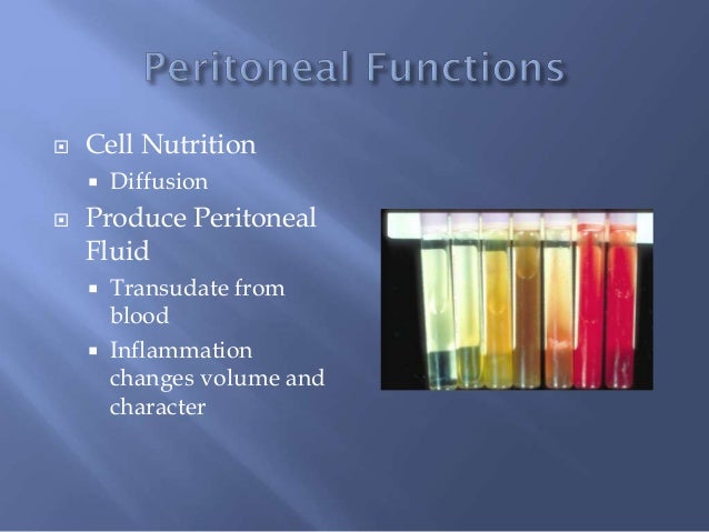 Peritoneal Healing, Cow/Horse