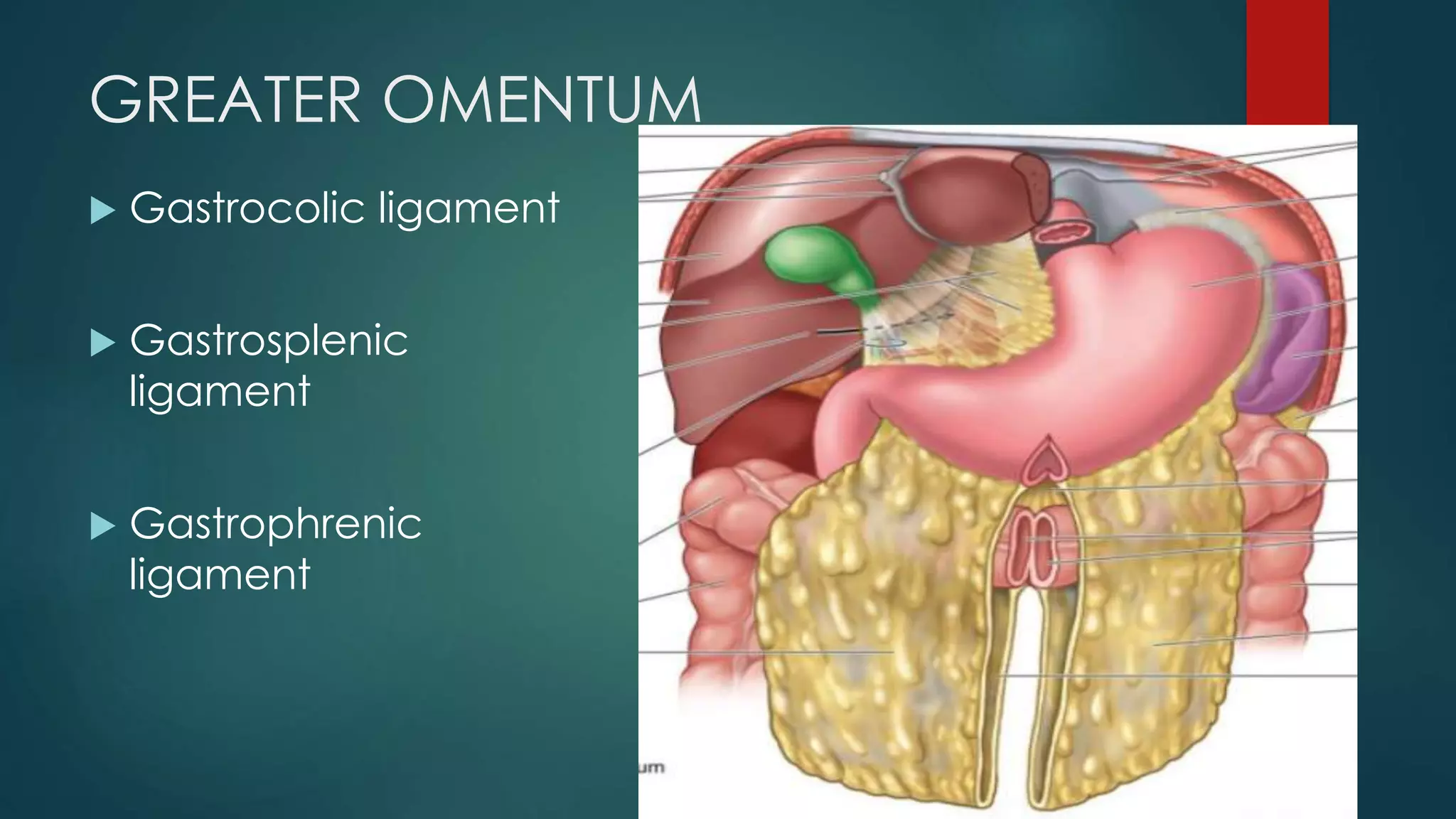 anatomy of Peritoneal spaces | PPTX