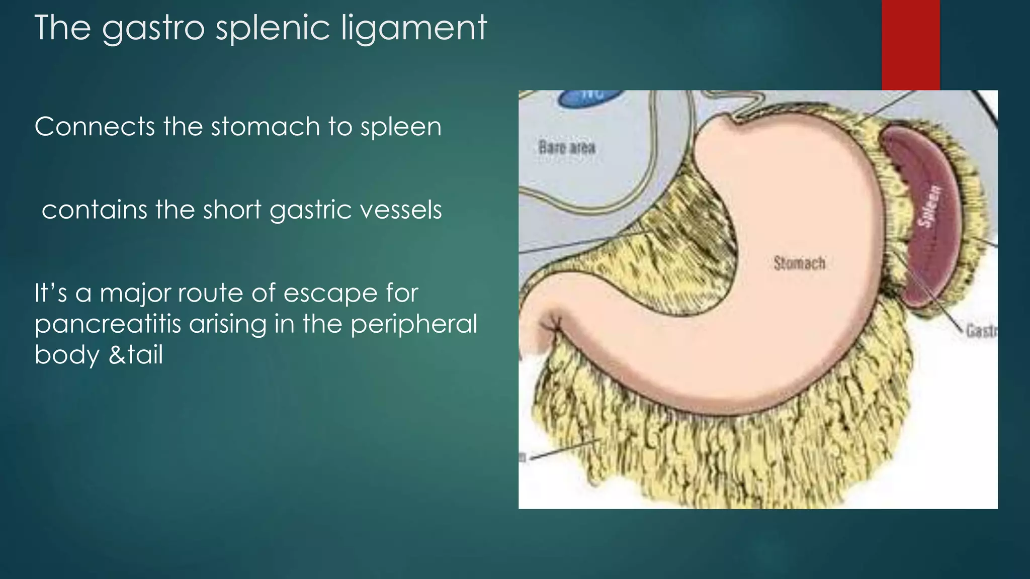 anatomy of Peritoneal spaces | PPTX
