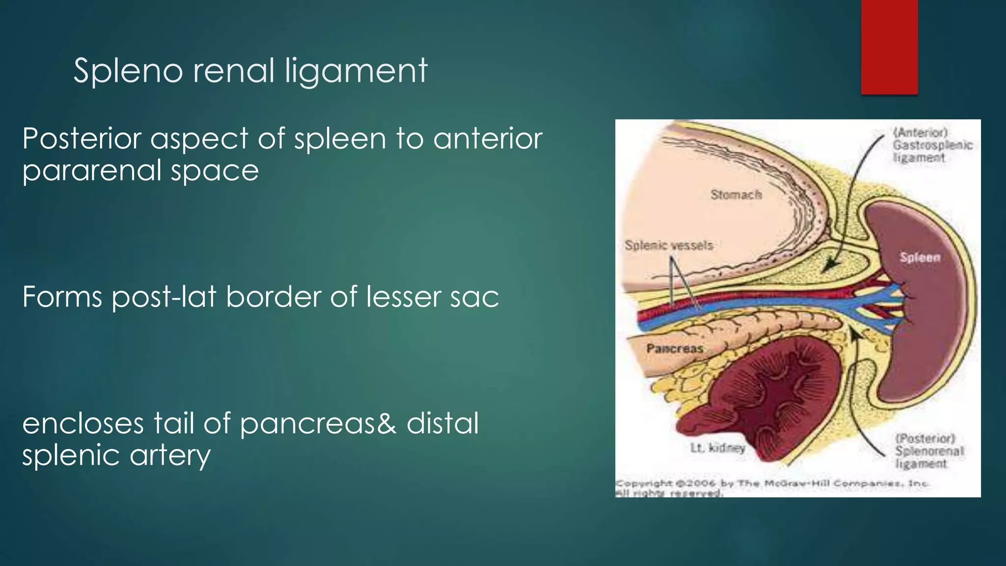 anatomy of Peritoneal spaces | PPTX