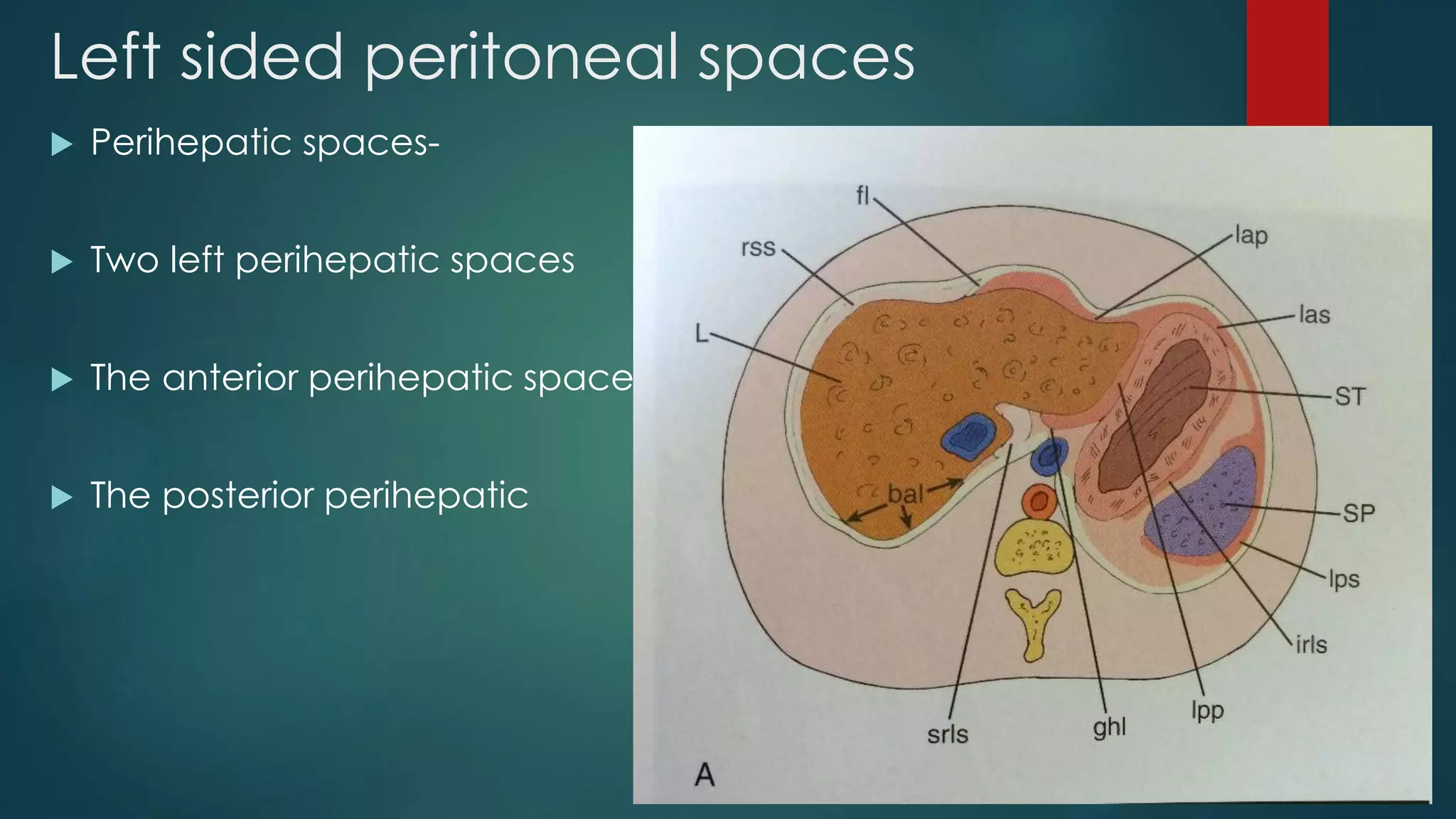 anatomy of Peritoneal spaces | PPTX