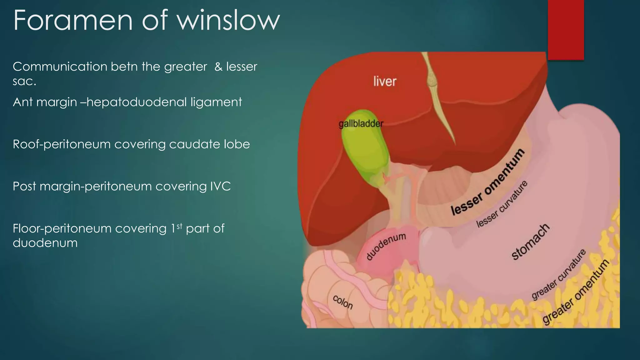 anatomy of Peritoneal spaces | PPTX