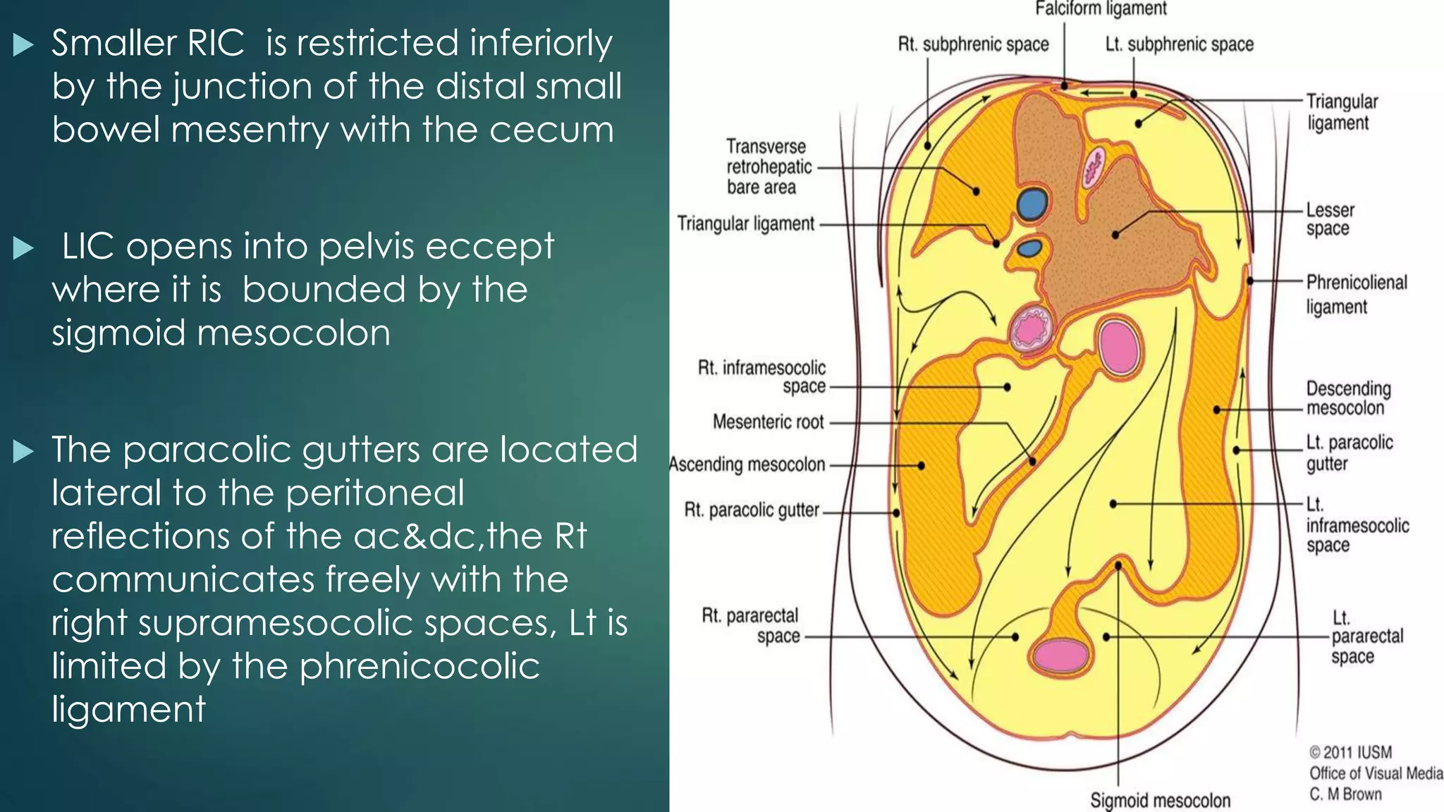 anatomy of Peritoneal spaces | PPTX
