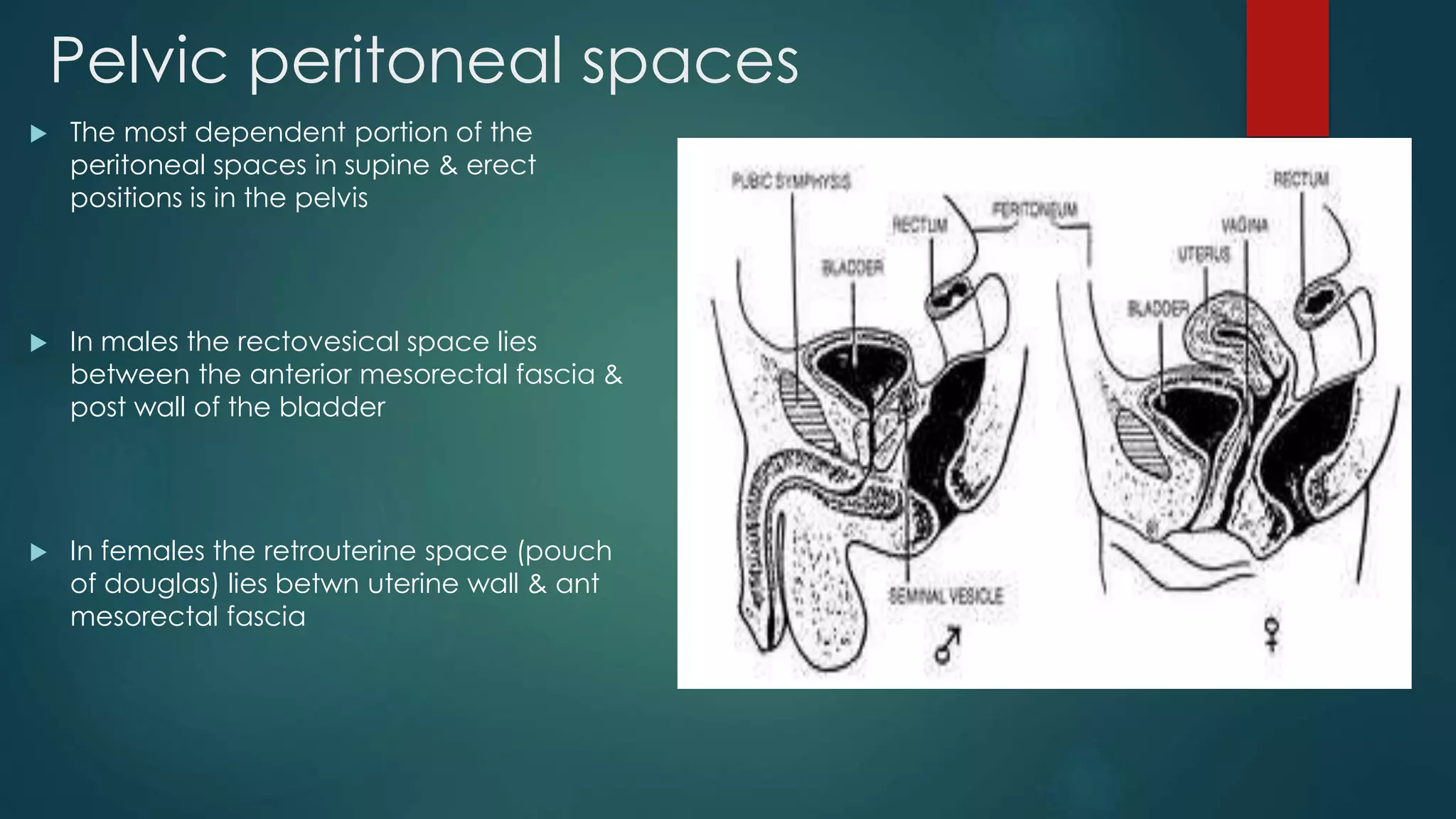 anatomy of Peritoneal spaces | PPTX