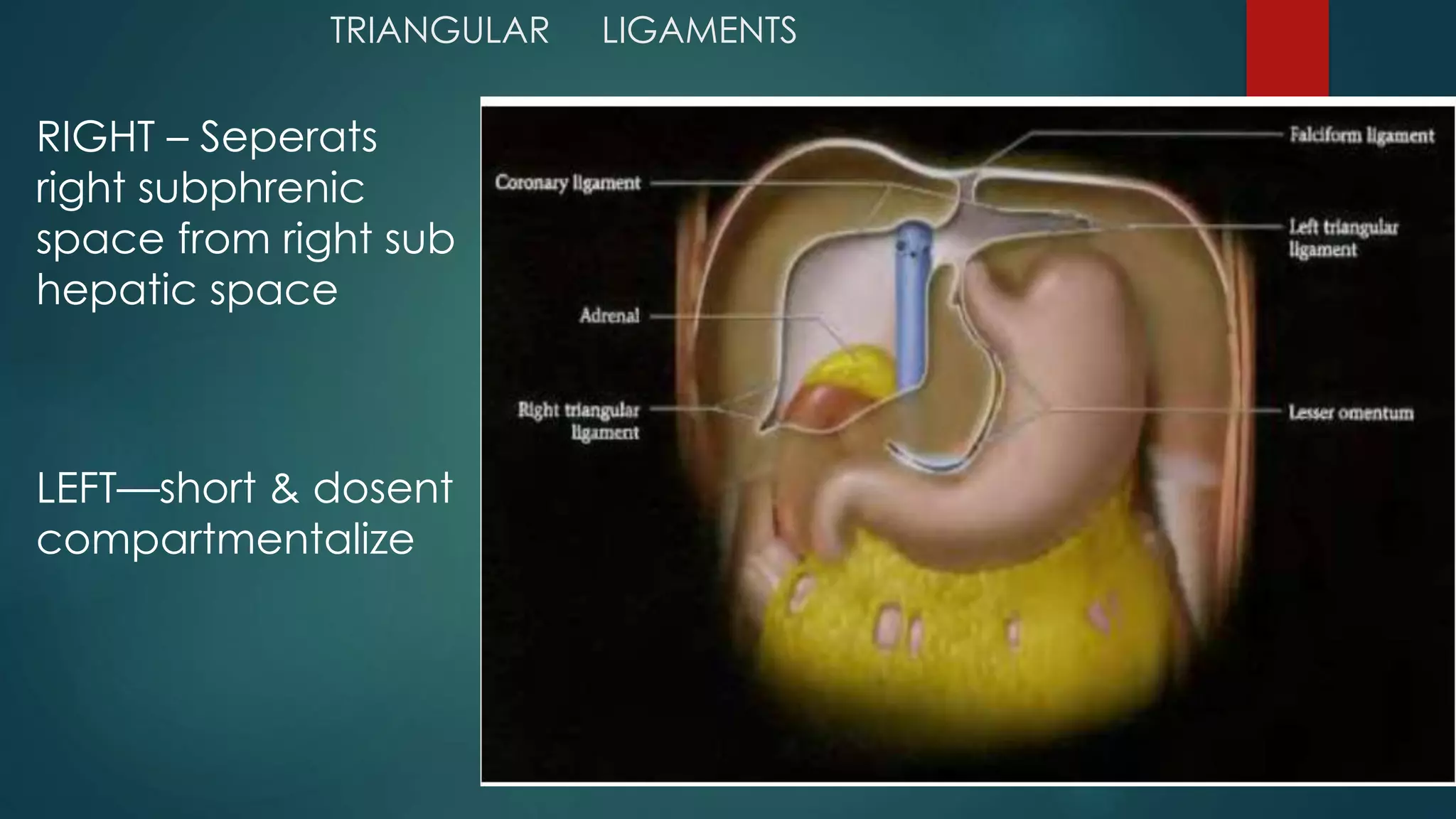 anatomy of Peritoneal spaces | PPTX
