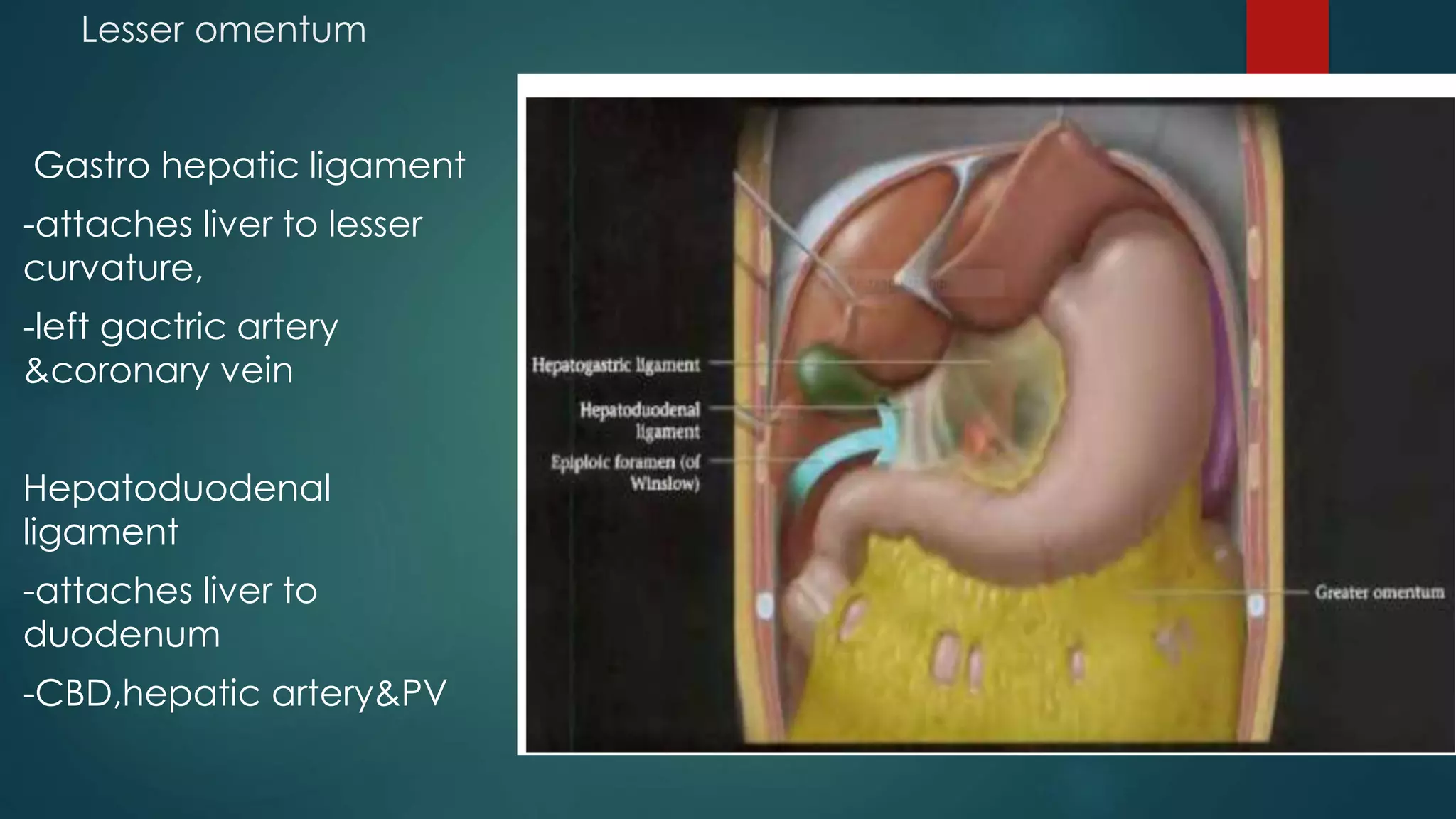 anatomy of Peritoneal spaces | PPTX