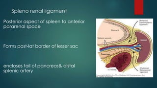 anatomy of Peritoneal spaces | PPTX
